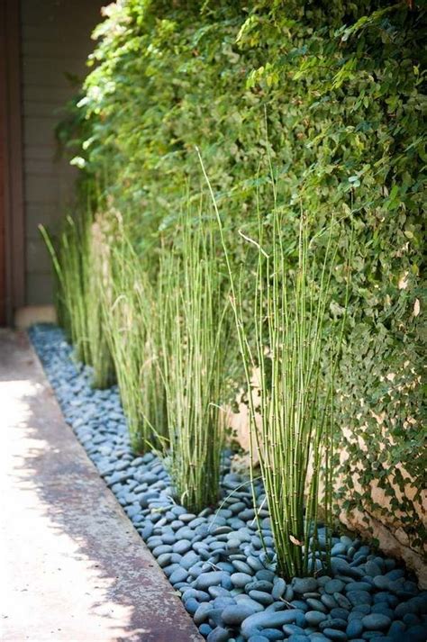 Horsetail Plant Landscaping