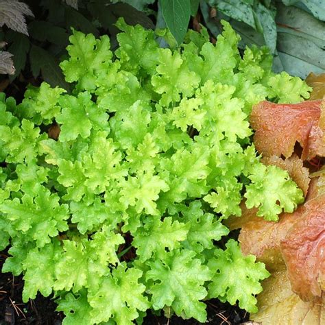 Buy Coral Bells Heuchera Lime Marmalade £1299 Delivery By Crocus
