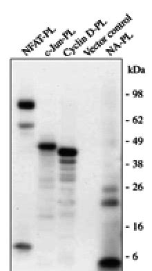 Enzyme Fragment Complementation EFC Blot Detection Of ProLabel Download Scientific Diagram