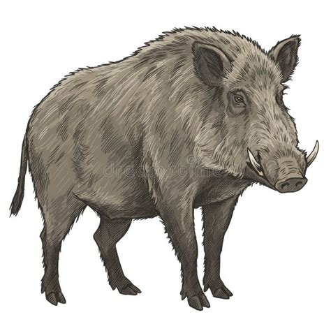 Detailed Drawing Of A Grey Wild Boar Stock Illustration Illustration Of Grey Forest 380130355