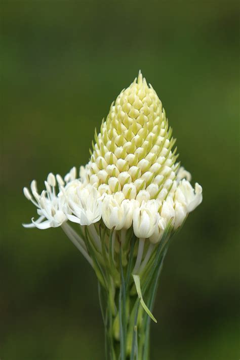Beargrass Flowers Of Rainier