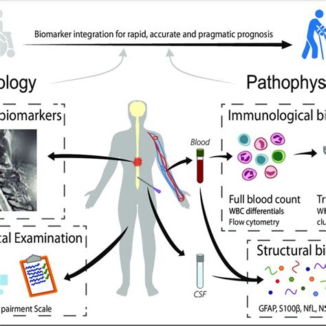 Complementing Systemic Biomarkers Integrate Neurogenic And Download Scientific Diagram