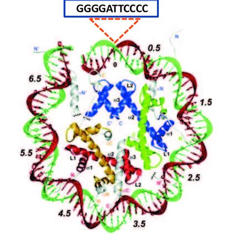 Incorporation Of Nf B Binding Site In The Nucleosome Schematic