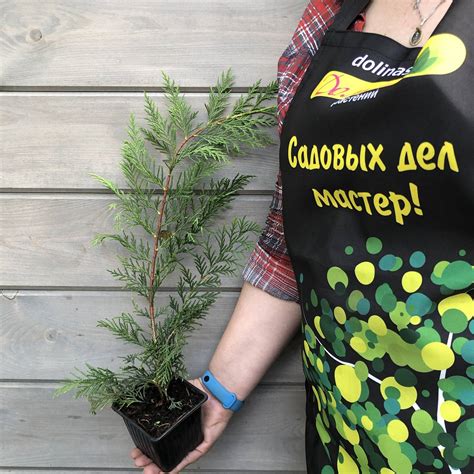 Купрессоципарис Лейланда купить с доставкой курьером, почтой, в пункты ...