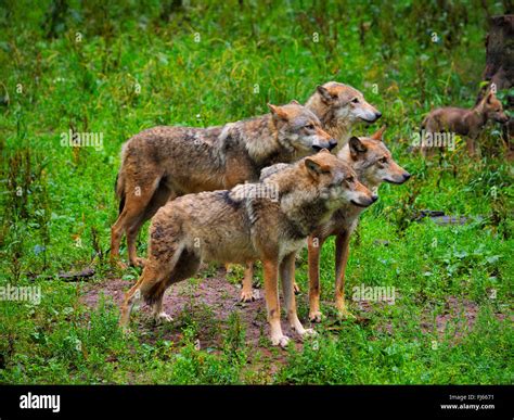 Gray Wolf Pack With Puppies