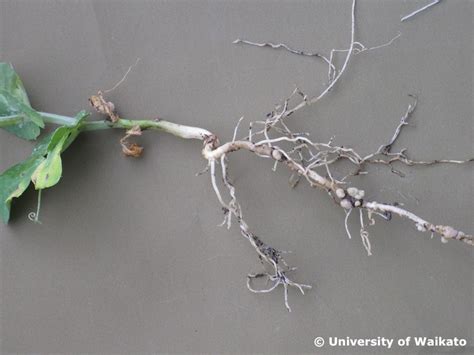 Root Nodules — Science Learning Hub