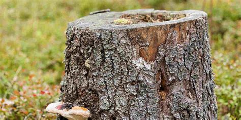 Can A Tree Stump Regrow Into A Tree What You Need To Know