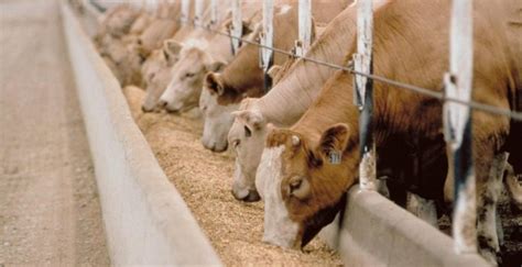 Малын тэжээлийн үйлдвэр Мөрөн Агро ХХК