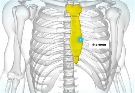 Xiphoid Process Protrusion