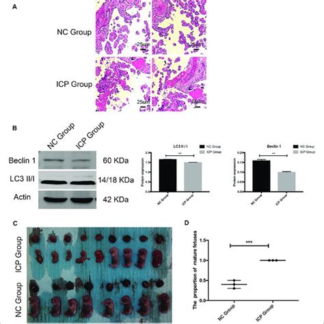 Tissue Specificity Of The Protein Expression A Summary Of Download Scientific Diagram