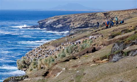Saunders Island Falkland Islands David Kotz