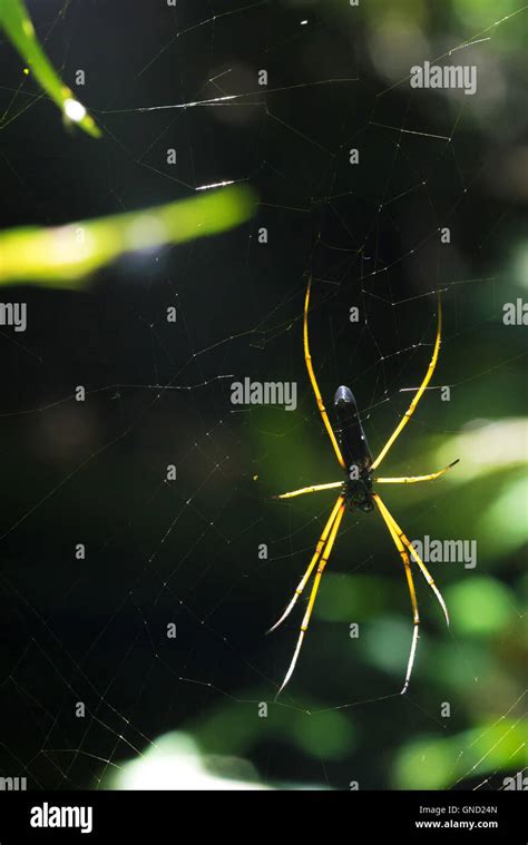 Black Spider Hang On Cobweb Stock Photo Alamy