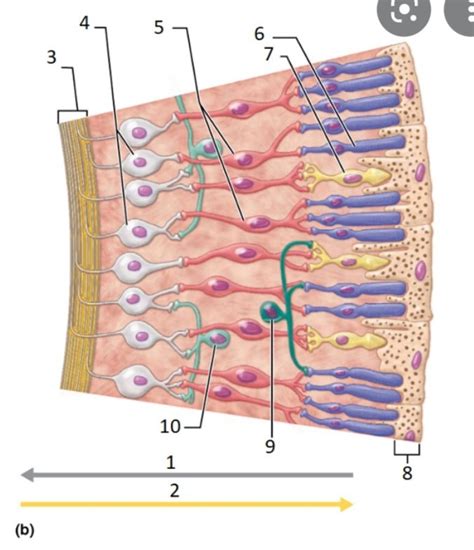 Neural Layer Diagram Quizlet