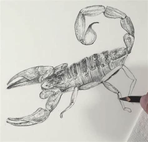 Easy Scorpion Drawings