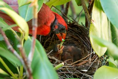 Types Of Nests All Seasons Wild Bird Store