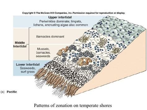 Rocky Shores Zonation Intertidal Zonation