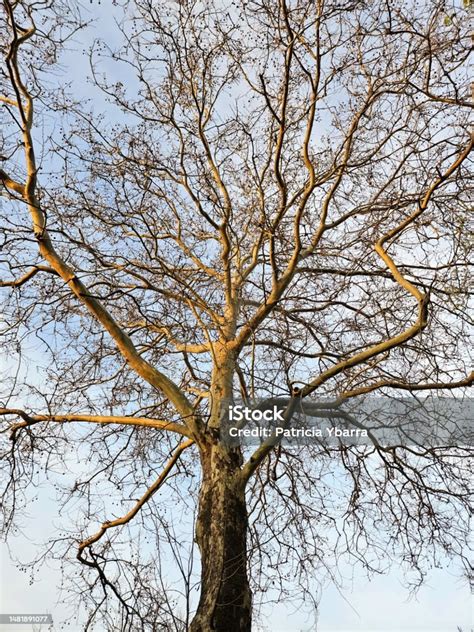 골든 아워의 벌거벗은 나무 한 그루 하늘을 향해 뻗어나가는 나뭇가지 0명에 대한 스톡 사진 및 기타 이미지 0명 4월 개성 개념 Istock