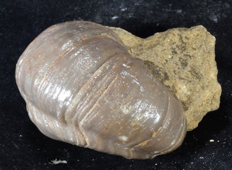 Gryphea Arcuata Jsd Fossiles