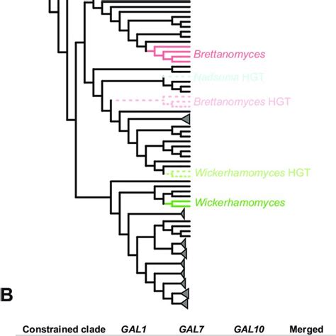 The Cug Ser1 Clade Serves As A Common Donor Of The Gal Gene Cluster To Download Scientific