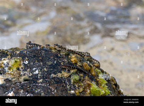 Rockskipper Also Known As Combtooth Blenny Resting On Rocks On Ilot