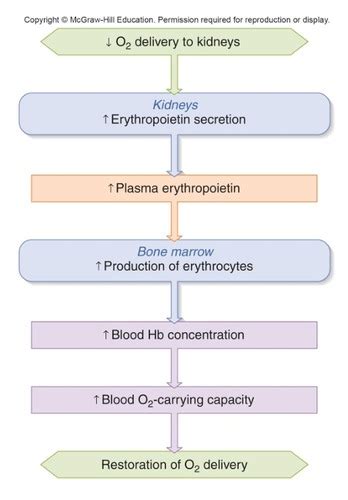Physiology Chapter 12 Flashcards Quizlet