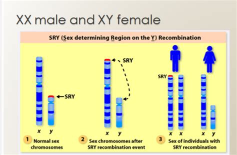 Cell Bio Sexual Differentiation Flashcards Quizlet