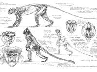 Monkey Anatomy