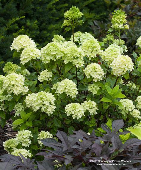 Little Lime Hydrangea