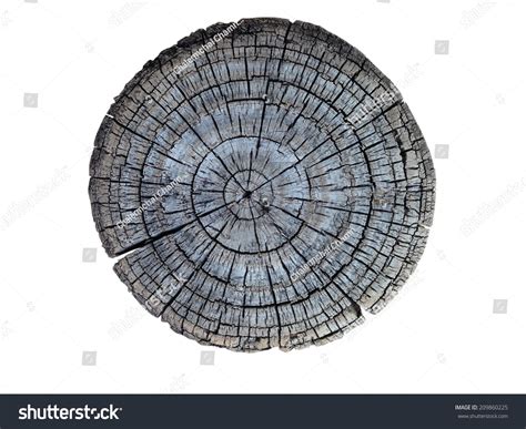 Cross Section Tree Trunk Showing Growth Stock Photo Edit Now 209860225