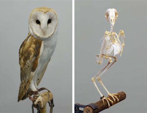 Anatomical Study Of Owl Wing Anatomy