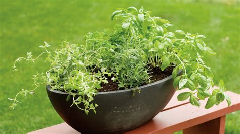 Grow Your Own Catnip Grass — Concord Pet Foods And Supplies Delaware Pennsylvania New Jersey Grow Your Own Catnip Grass — Concord Pet Foods And Supplies Delaware Pennsylvania New Jersey