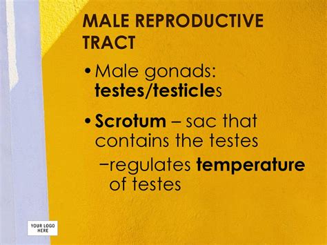 Male Reproductive System Notes Ppt Download