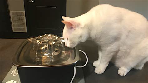Veken Pet Fountain Set Up And Assembly Black Stainless Steel Youtube