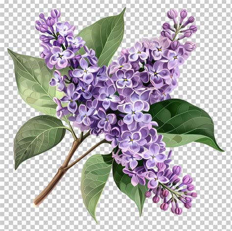 Purple Lilac Flowers Delicate Purple Lilac Flowers With Green Leaves