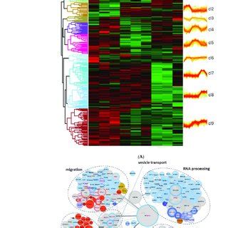 A Hierarchical Clustering Analysis Of Proteins In GBM And CSC SEVs Download Scientific