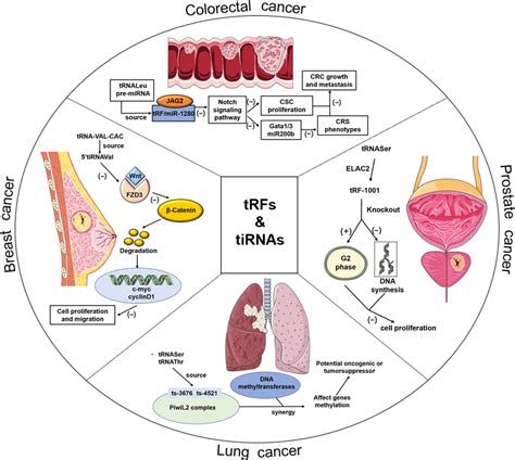 The Role Of Tsrna In Cancers Tsrnas Are Dysregulated In Cancers