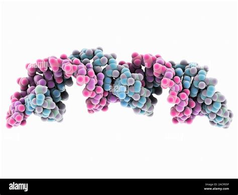 Signal Recognition Particle RNA Molecule Computer Model Showing The Molecular Structure Of The