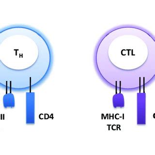 Types Of Effector T Cell Download Scientific Diagram
