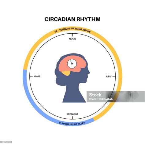 Sleepwake Cycle 2 Stock Illustration Download Image Now Sleeping