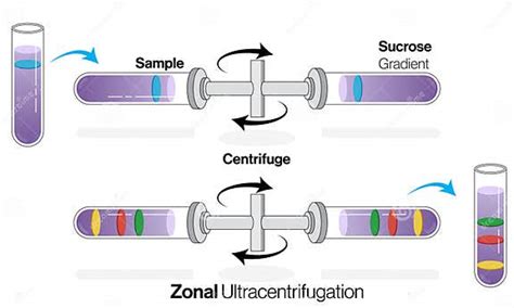 Illustration Of Zonal Ultracentrifugation Technique Demonstrating Molecular Separation In