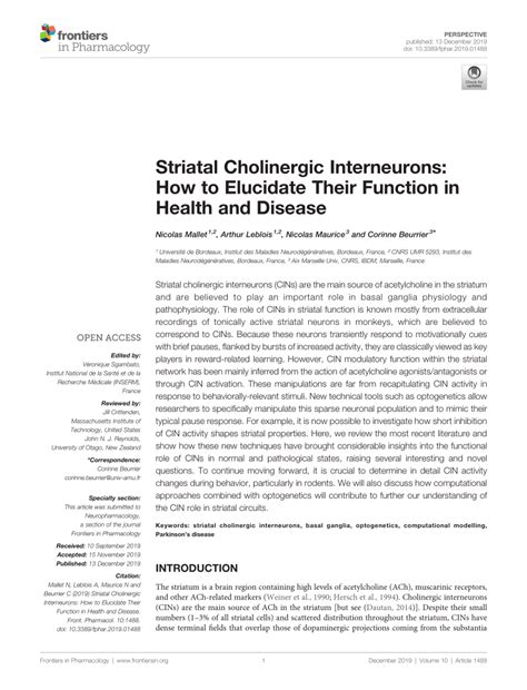 Pdf Striatal Cholinergic Interneurons How To Elucidate Their