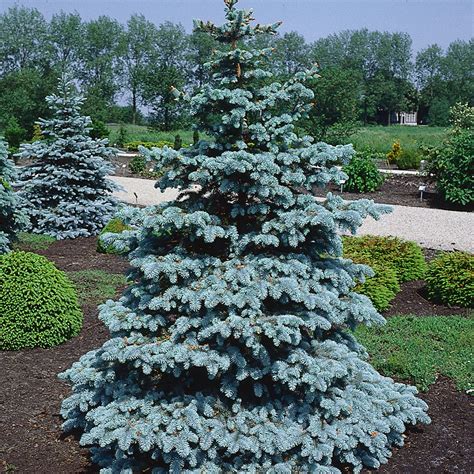 Colorado Blue Spruce Landscaping
