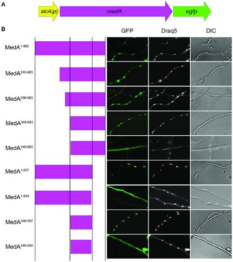 Subcellular Localization Of The Meda Egfp Fusion Truncation Constructs