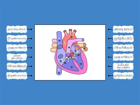 මානව හෘදයේ ව්‍යුහය කේ පී කෞශල්‍යා කෑ ස්වර්ණජයන්ති මහා විද්‍යාලය Labelled Diagram
