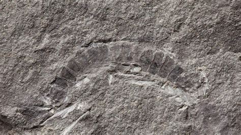 Meet The Worlds Oldest Bug A 425 Million Year Old Millipede Fossil Cnet