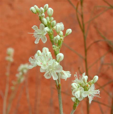 Eriogonum Wrightii Ecorestore Portal