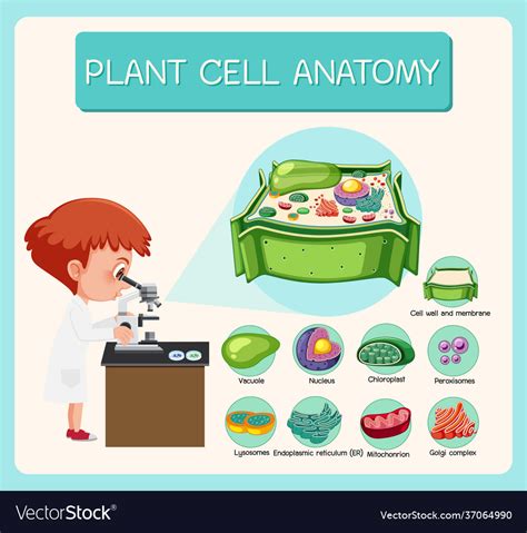 Amyloplast Structure