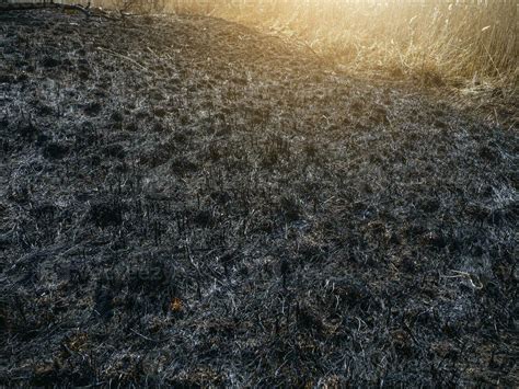 Burned Grass A Field With Burnt Grass Intentional Arson The