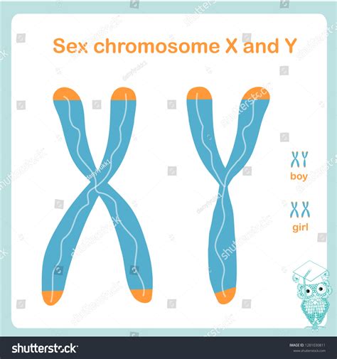 Sex X Y Chromosome Determine Male Stock Vector Royalty Free