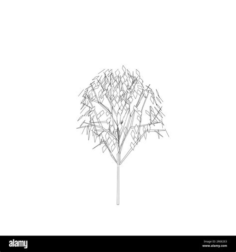Tree Line Drawing Side View Graphics Trees Elements Single Object